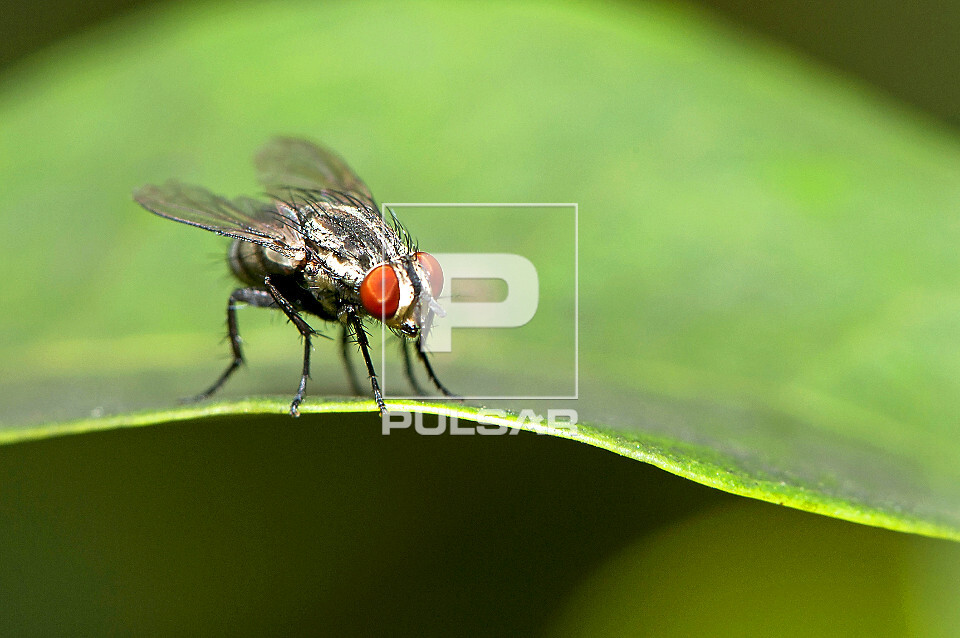Asas De Mosca Domestica