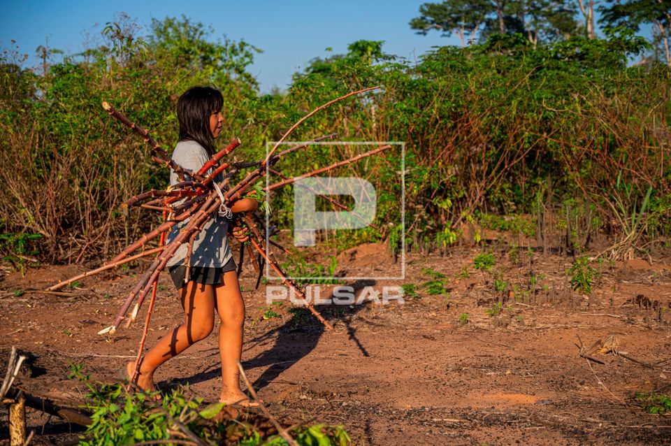 Menina indígena Wauja da aldeia Topepeweke com rama de mandioca para ...