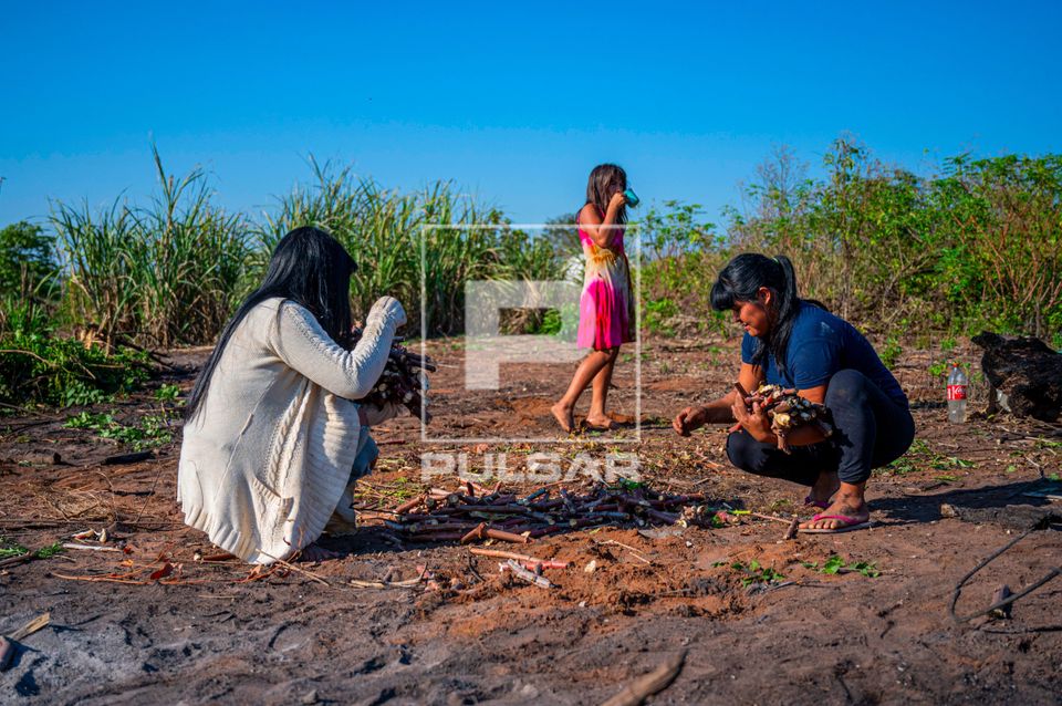 Família de indígenas Wauja da aldeia Topepeweke na roça de mandioca com ...