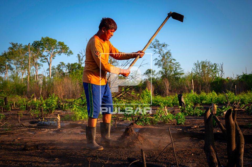 Indígena Wauja da aldeia Topepeweke limpando roca de mandioca com ...