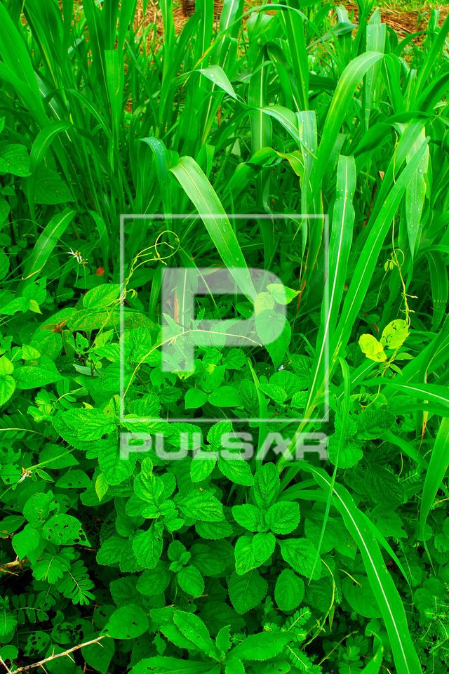 Plantas Dicotiledoneas