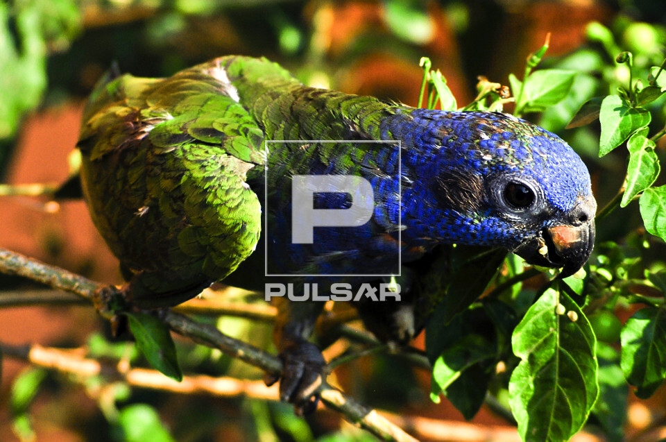 Pionus Escuro BIRDS OF BRAZIL