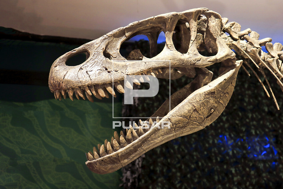 Réplica do crânio do dinossauro Condorraptor currumili na exposição ...