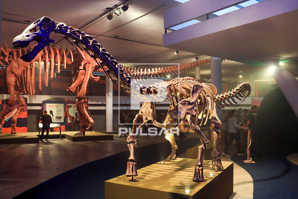 Réplica do esqueleto do dinossauro Neuquensaurus australis na exposição ...