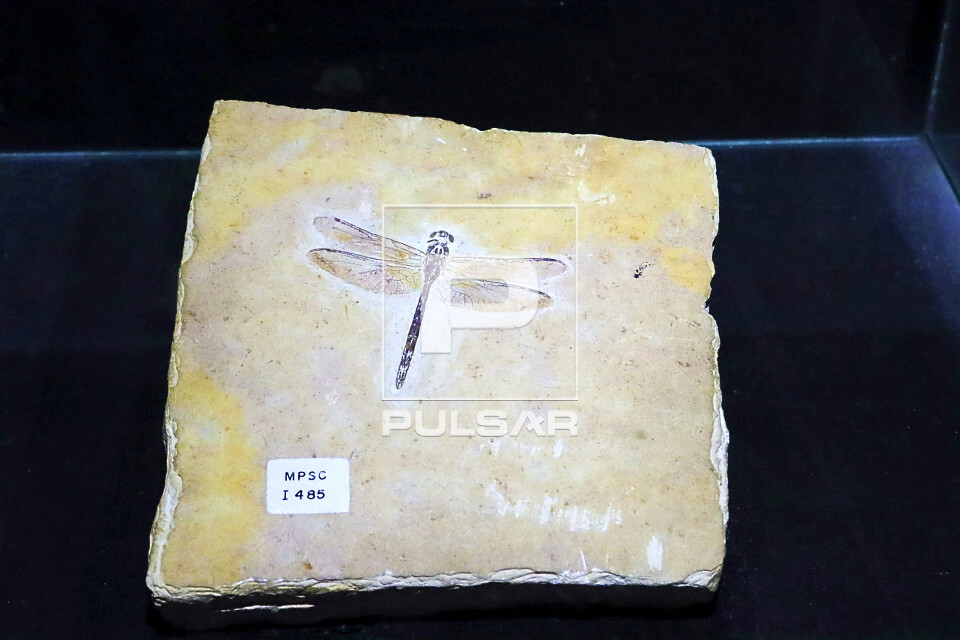 Fóssil de libélula - Cordulagomphus fenestratus - do período Cretáceo ...