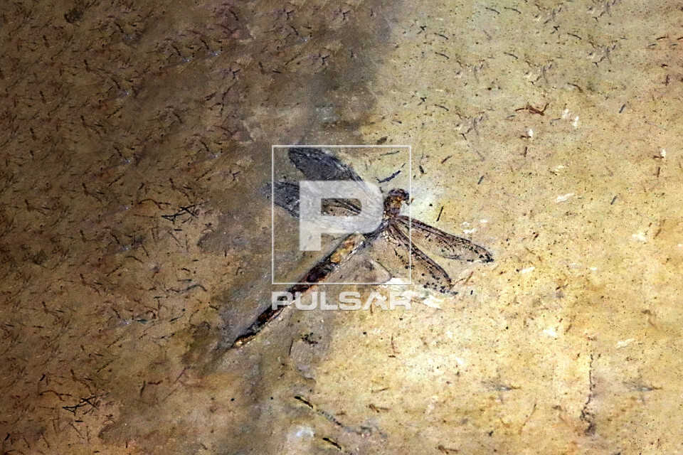 Fóssil de libélula - Museu de Paleontologia Plácido Cidade Nuvens ...