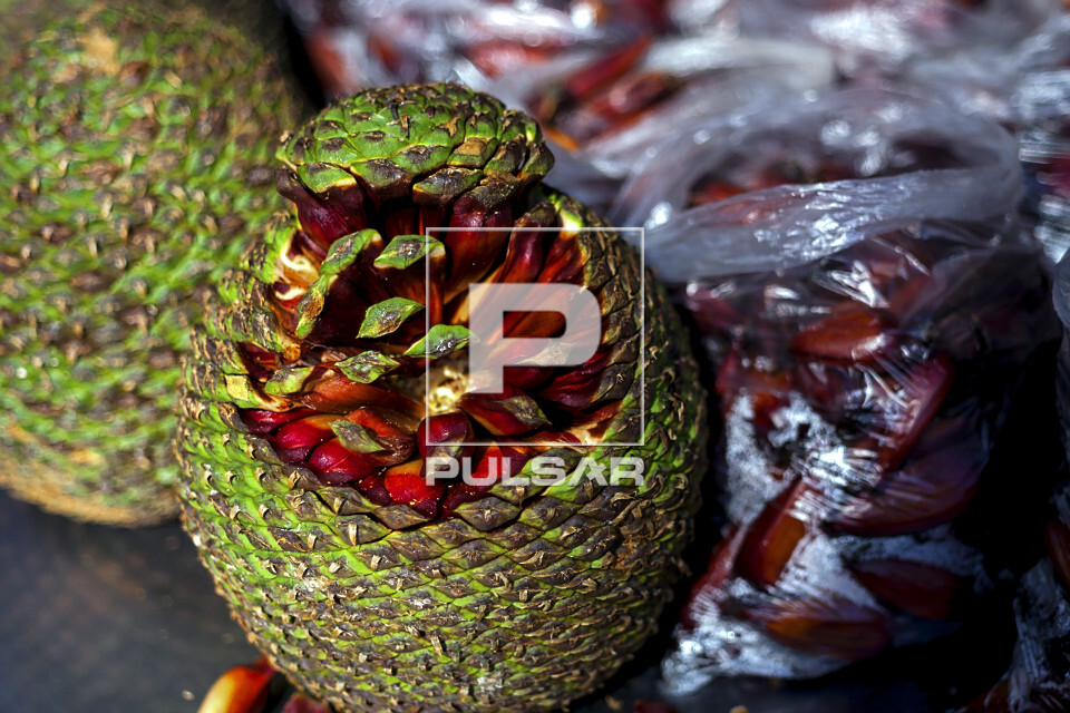 Semente De Pinha Pinha (Fruta Do Conde): 5 Sementes SoFlor Sementes