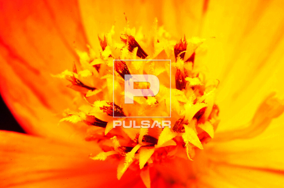 Flor De Androceu Na Falta De Insetos, As Flores Estão Evoluindo Pa...