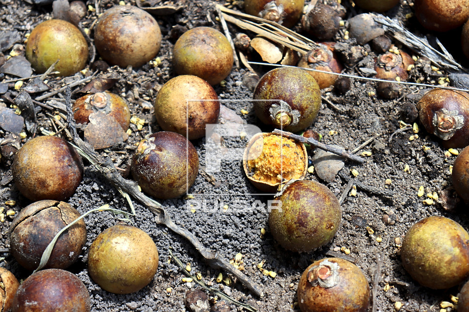 Frutos de macaúba | Pulsar Imagens | Banco imagens do Brasil