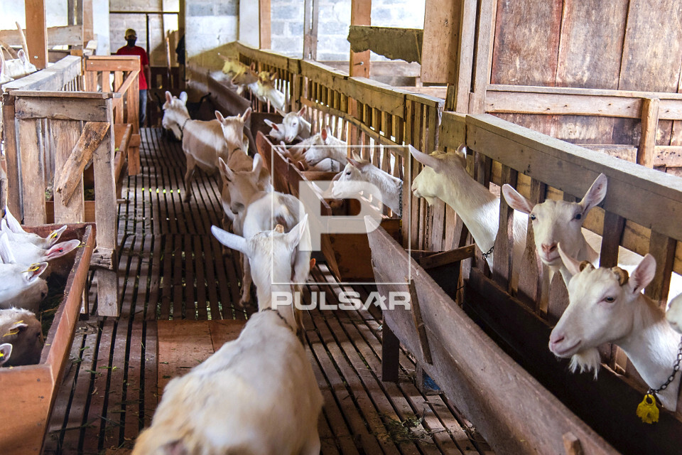 Cabras da raça saanen voltando para estábulo após ordenha | Pulsar ...