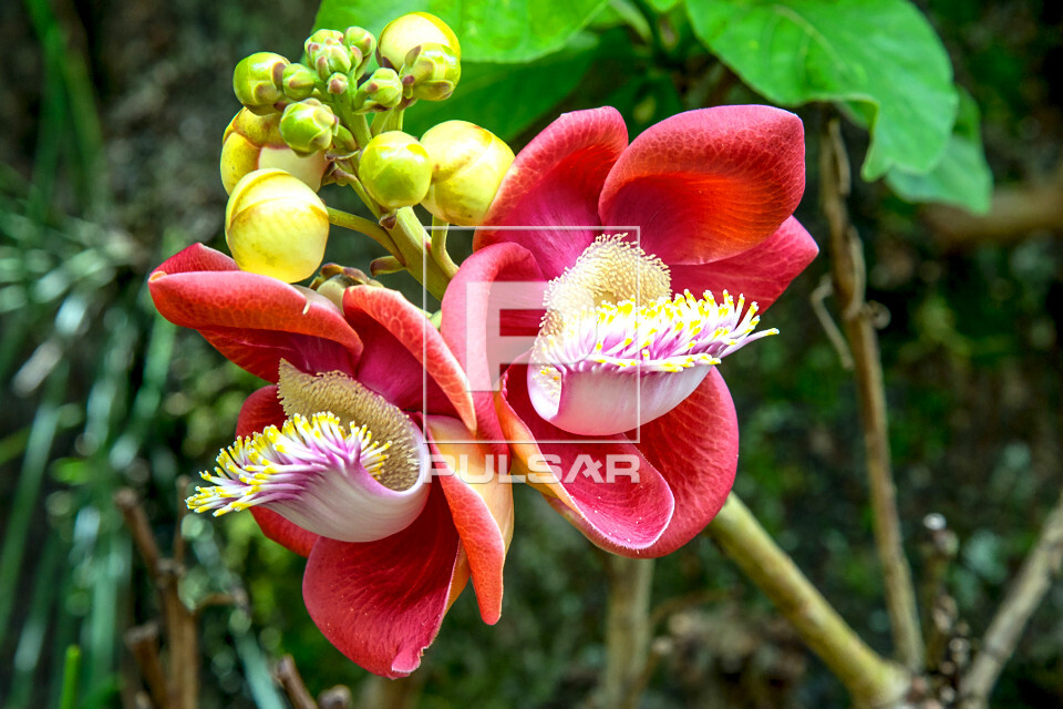 Flores Da Floresta Amazonica