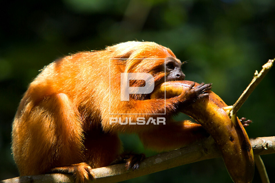 Mico Leao Dourado Comendo Lagarto Mico Leão Dourado | Jardim