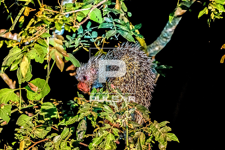 Porco-espinho - também conhecido por luís-cacheiro , coandú e cuandú ...