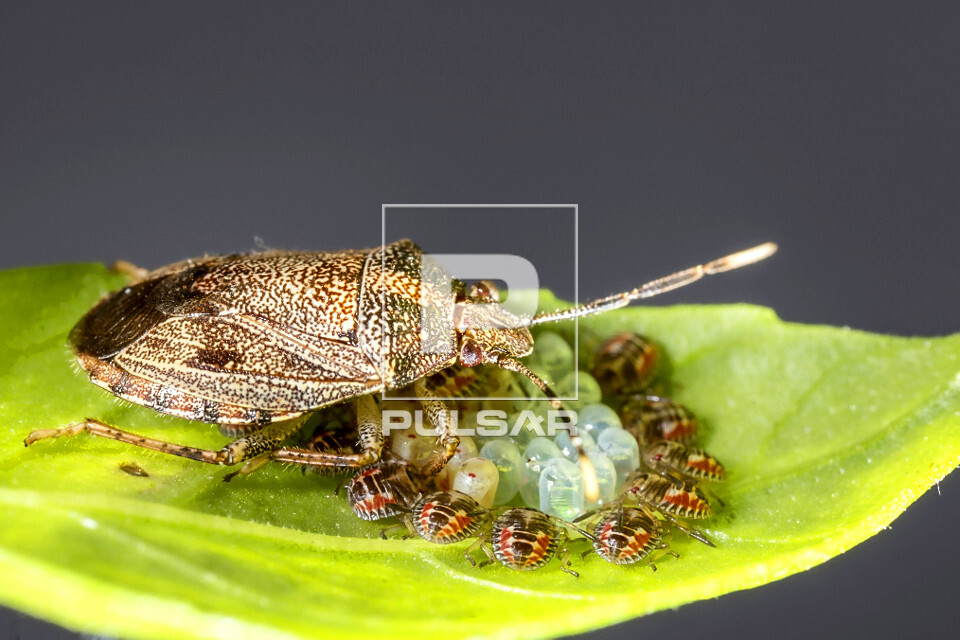 Arquivos De Percevejos
