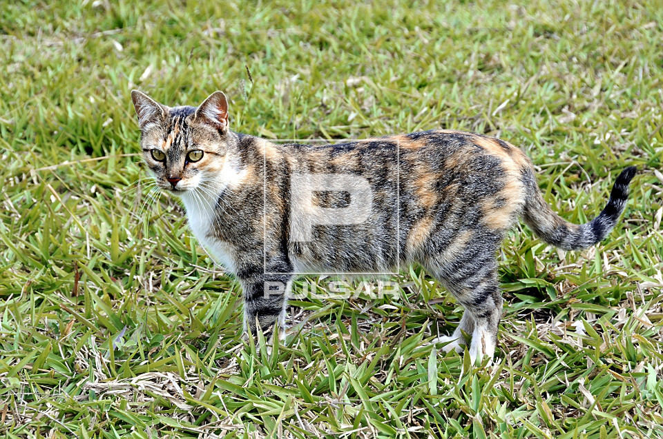 Gatinhos Domesticos Felis