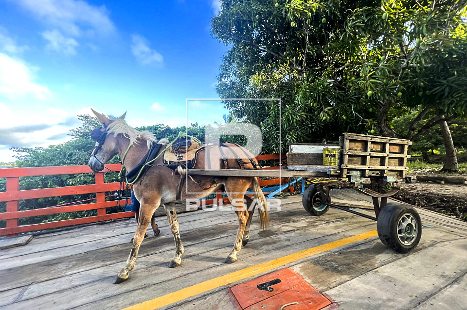 Carroça sendo transportada em balsa sobre o rio São Francisco em ...