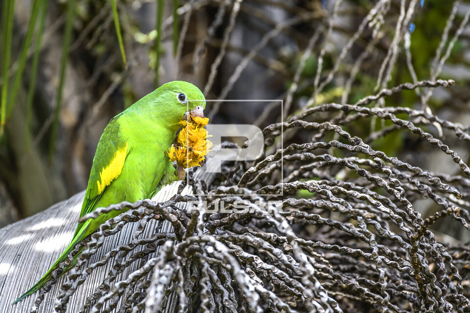 Periquito Periquito Amarelo Tipos De Periquito Australiano