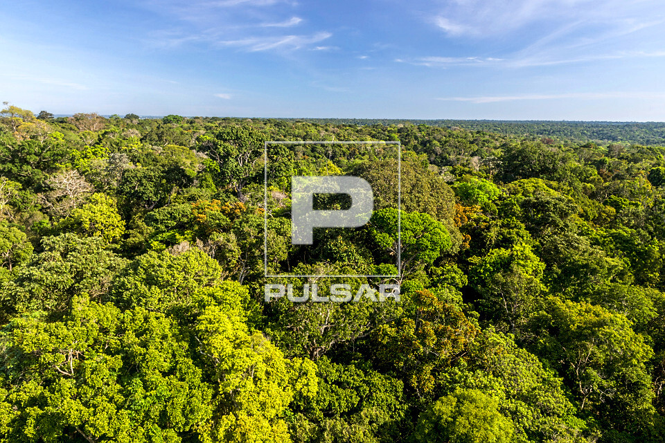 Floresta amazônica vista da torre de observação do MUSA Museu da ...