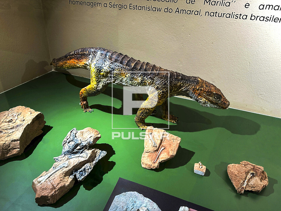Réplica em tamanho natural de um Mariliasuchus e fósseis ao lado ...