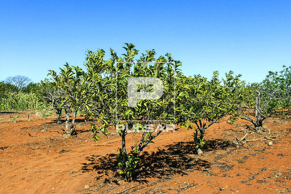 Fruta Arvore Do Conde Fruta Do Conde Capital Mudas