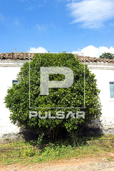 Árvore de murta-de-cheiro - murraya paniculata - também conhecida como ...