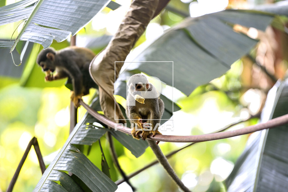Macacos Micos
