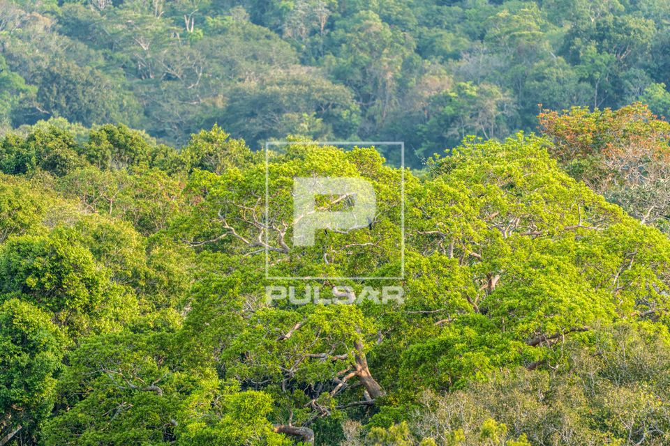 Floresta amazônica vista a partir da torre de observação do MUSA Museu ...