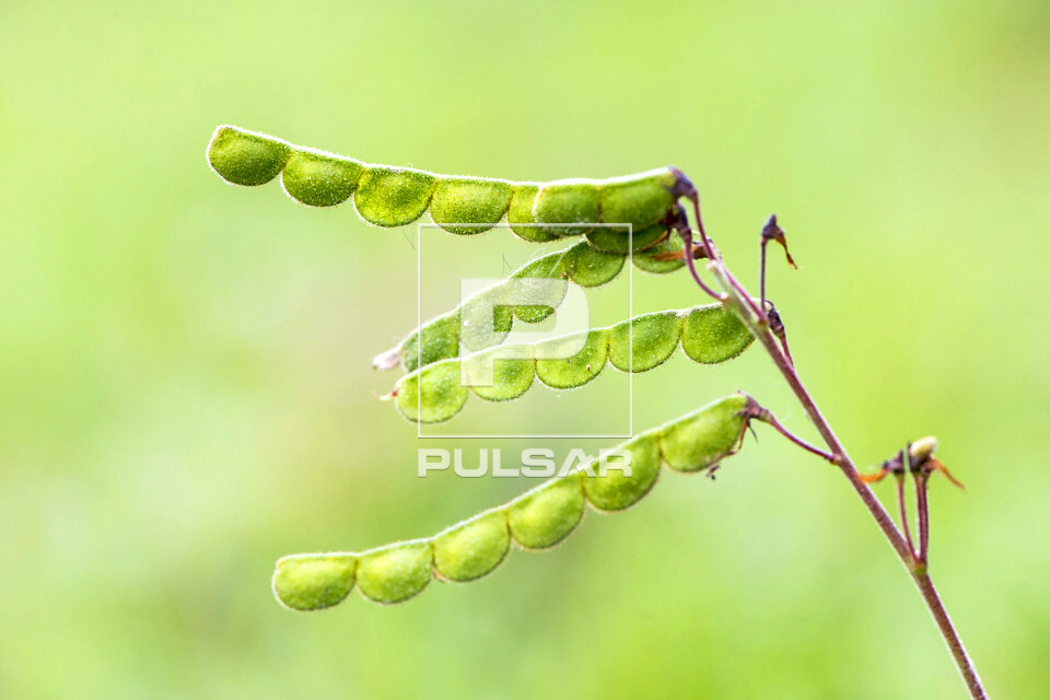 Planta denominada carrapicho ou pega-pega - | Pulsar Imagens | Banco ...