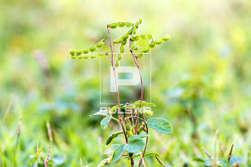 Planta denominada carrapicho ou pega-pega - | Pulsar Imagens | Banco ...