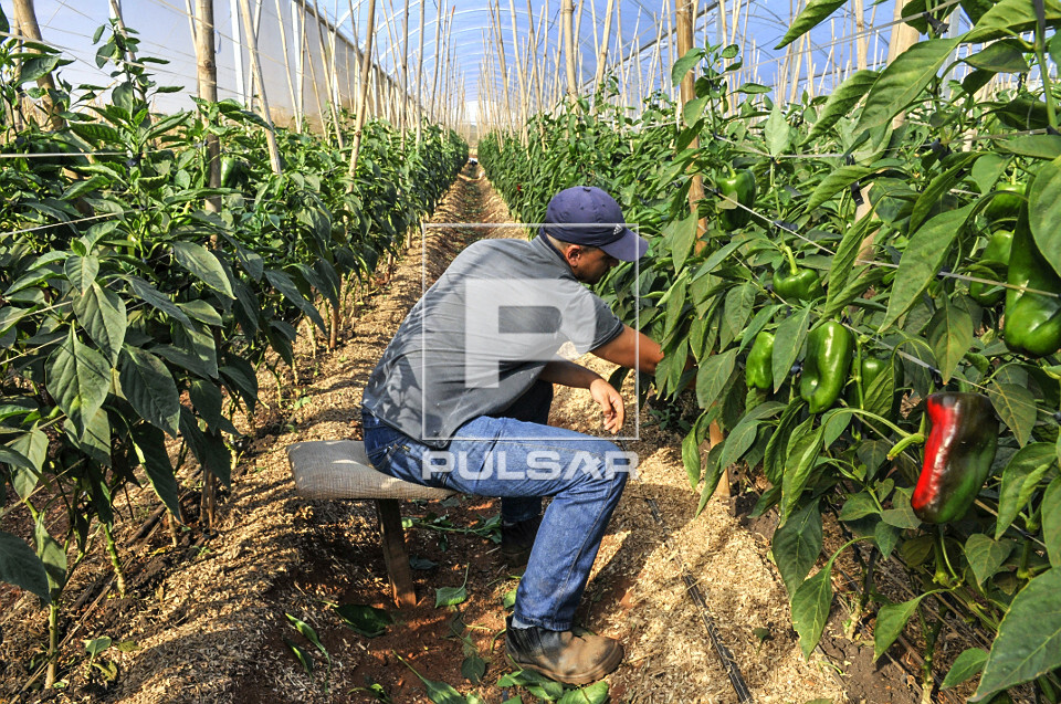 Estufa de pimentão envarado com irrigação por gotejamento - | Pulsar ...