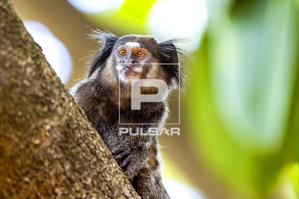 Mico-estrela no Parque da Cidade - | Pulsar Imagens | Banco imagens do ...