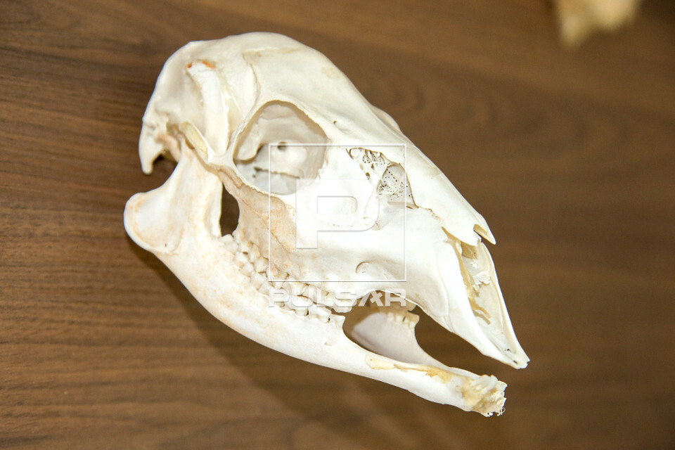 Anatomia Do Cranio Do Cervo De Cauda Branca Crânio Humano: Anatomia,