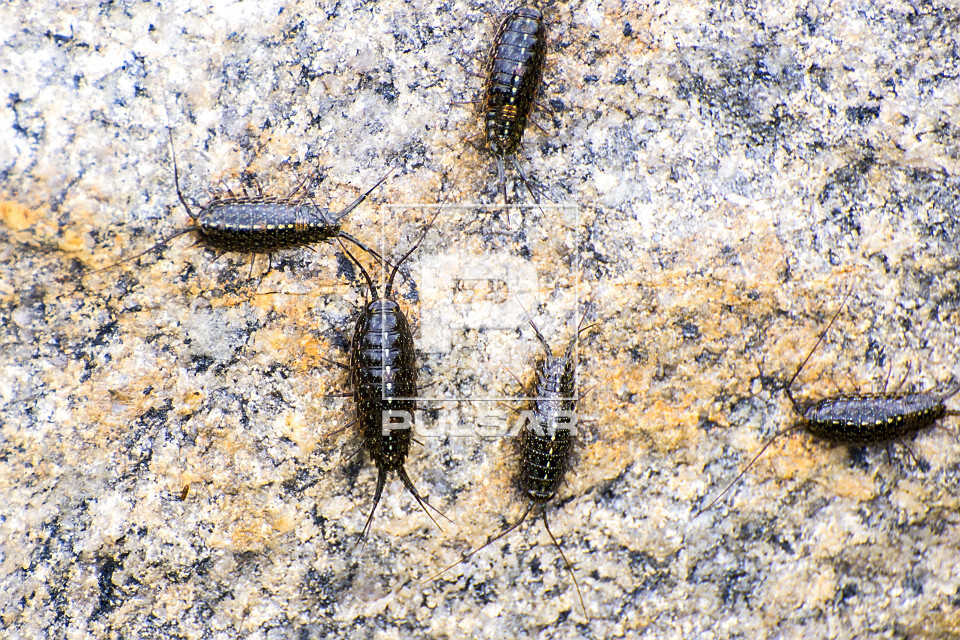 Baratas-da-praia sobre pedra na beira-mar | Pulsar Imagens | Banco ...