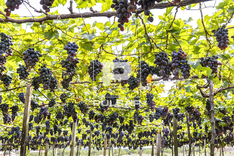 Pergolado com uvas maduras da variedade Núbia | Pulsar Imagens | Banco ...