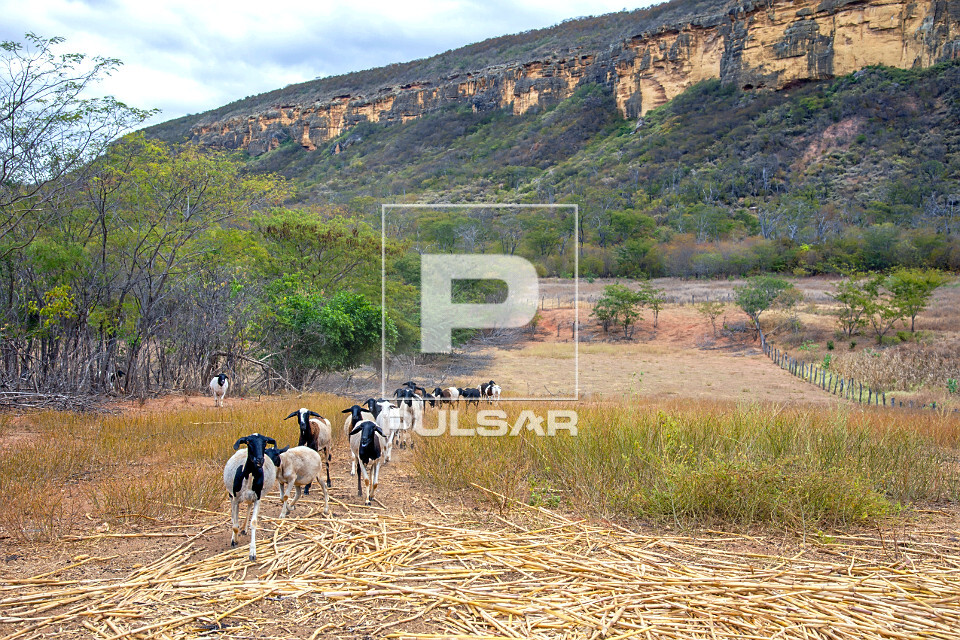 Criação de cabras no Assentamento Novo Zabele - formações rochosas da ...