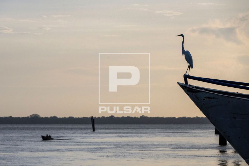 Garça-branca-grande na proa de barco de transporte de passageiros na ...