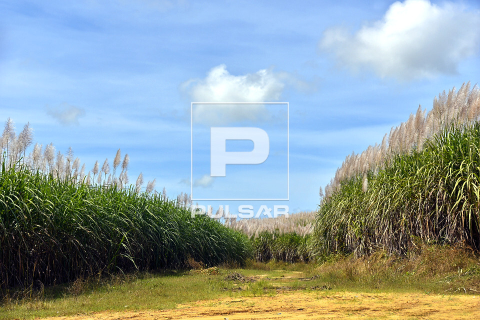 Floração de canavial | Pulsar Imagens | Banco imagens do Brasil