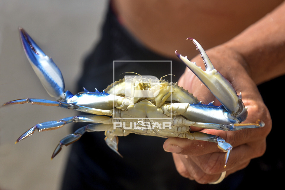 Pescador exibe um Siripuã ou siri-azul pescado na praia dos Carneiros ...