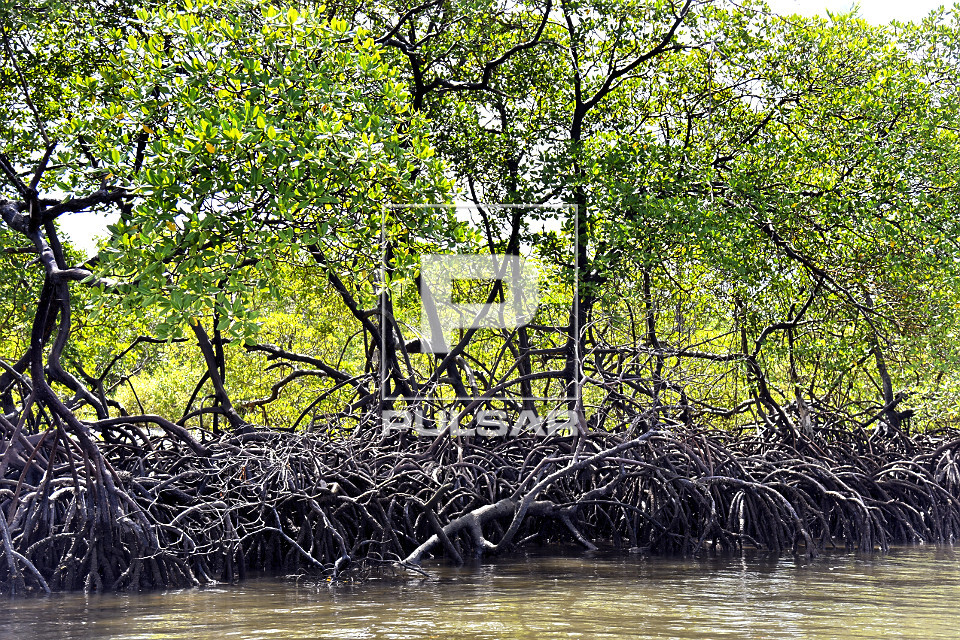 Mangue-vermelho - Área de Proteção Ambiental Costa dos Corais | Pulsar ...
