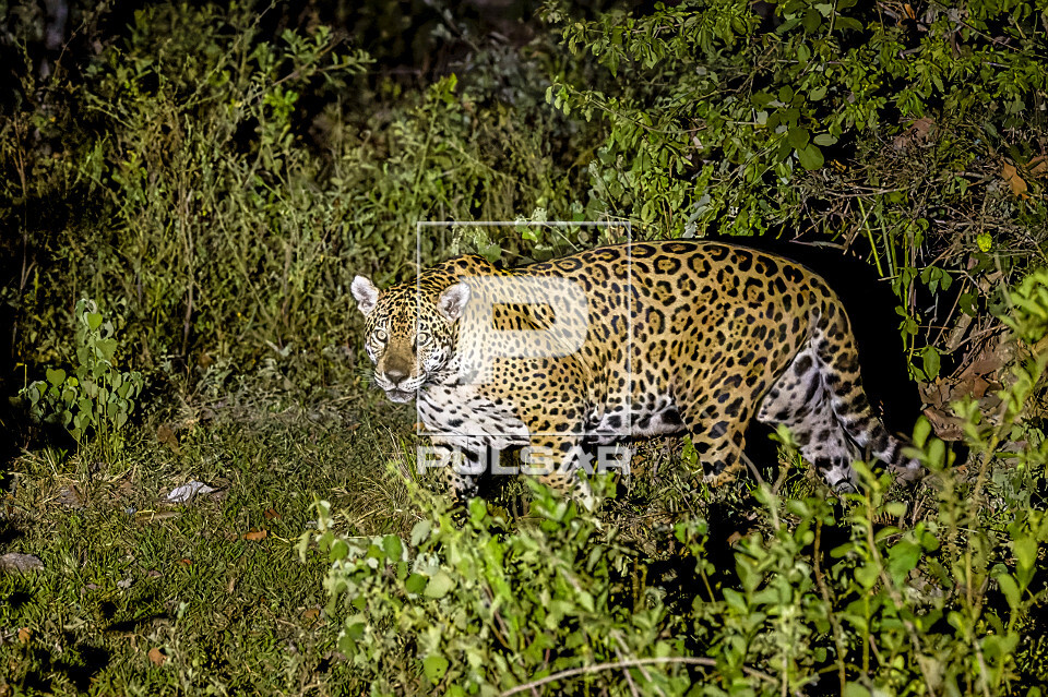 Vista noturna de onça-pintada caçando no Pantanal Sul | Pulsar Imagens ...