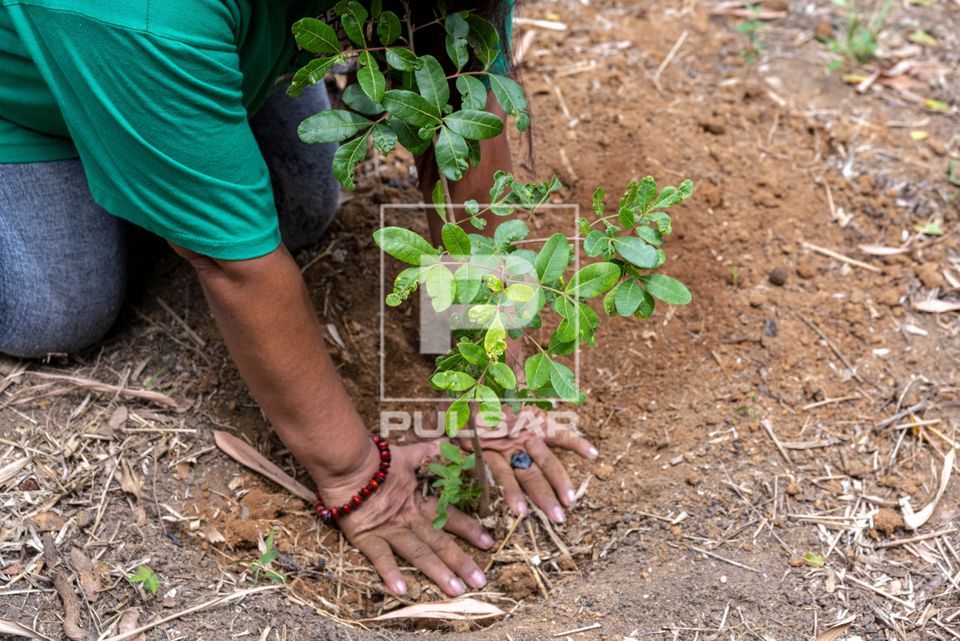 Mãos de voluntária do Movimento Tempo de Plantar plantando muda de ...
