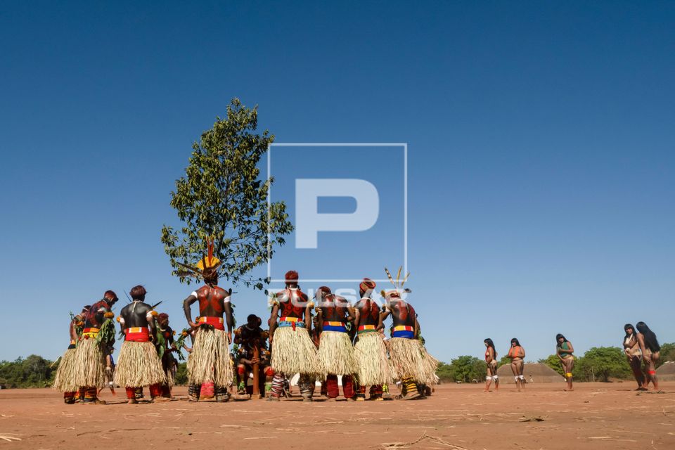 Indígenas Kuikuro da aldeia Ipatse com saias de palha no ritual de ...