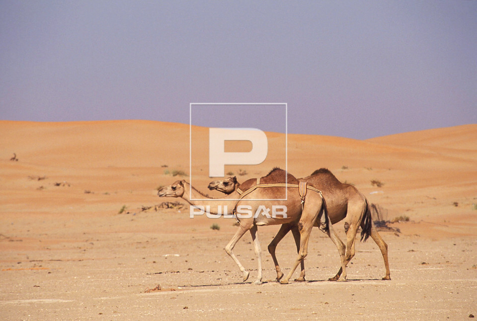 Camelos Arabes No Deserto