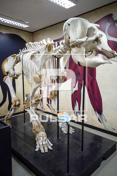 Anatomía Del Elefante Africano