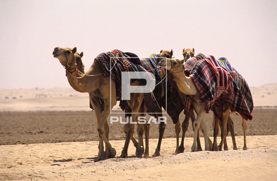 Camelos Arabes No Deserto