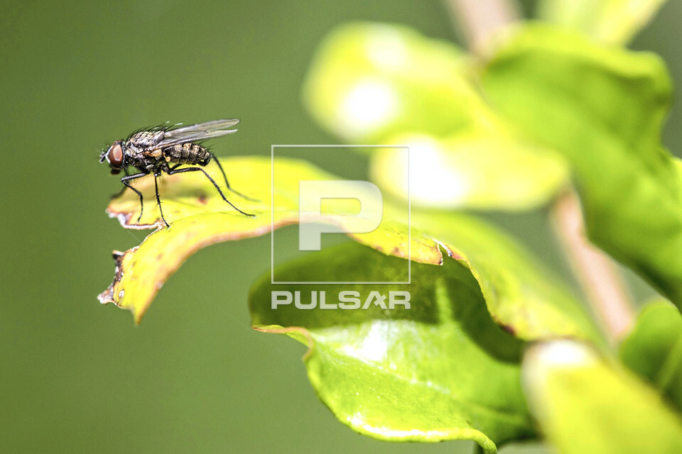 Asas De Mosca Domestica