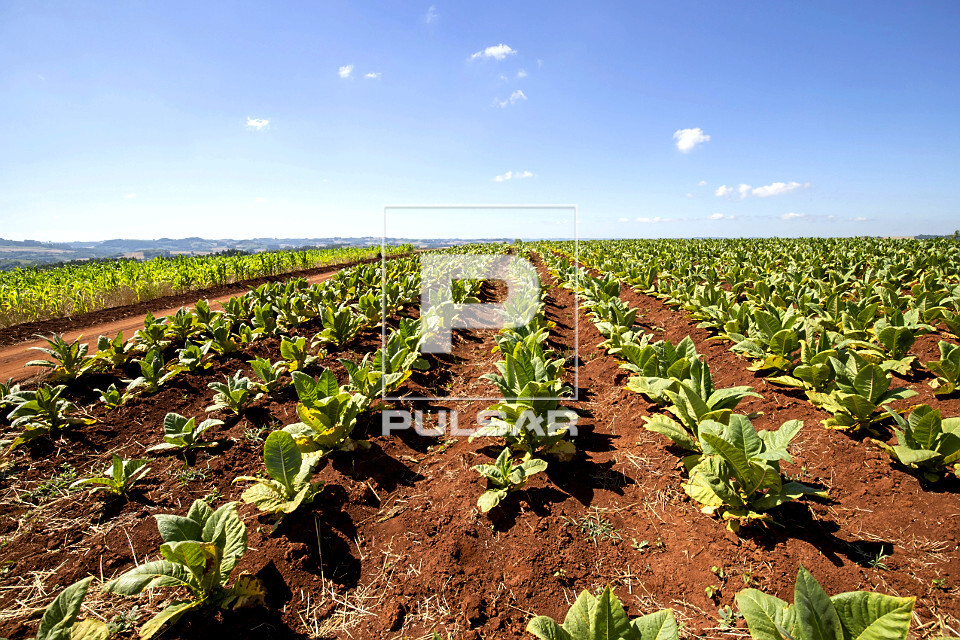 Plantação de fumo de comunidade quilombola | Pulsar Imagens | Banco ...