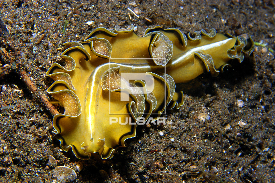 Verme Platelminto Nematelmintos: O Que São, Exemplos E Principais