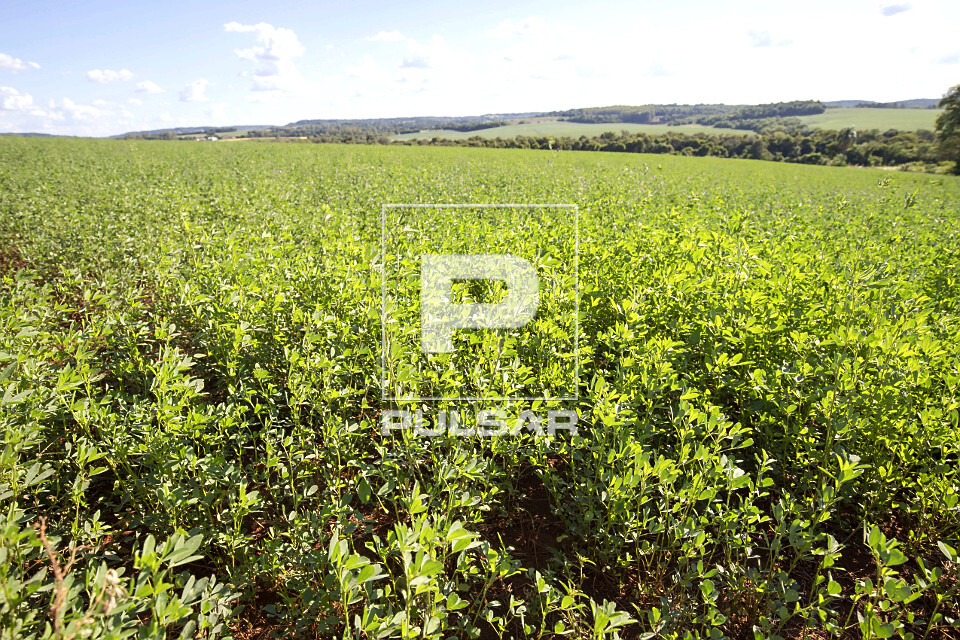 Plantação de alfafa usada como alimento para equinos e ruminantes em ...