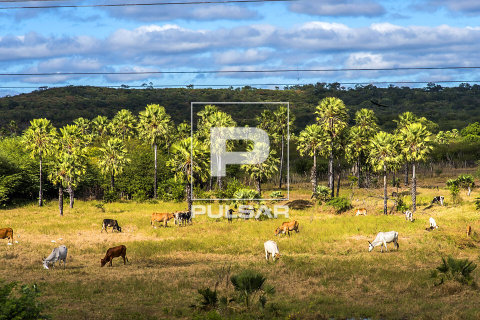 Gado pastando com carnaúbas | Pulsar Imagens | Banco imagens do Brasil